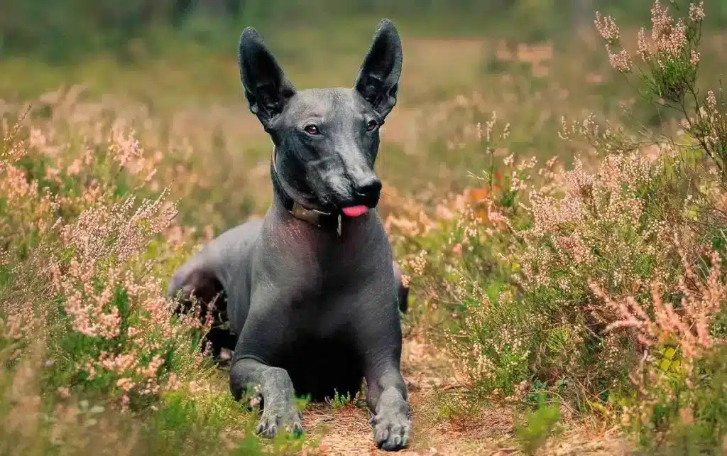 Bald dogs and their care - V.O.G DOG