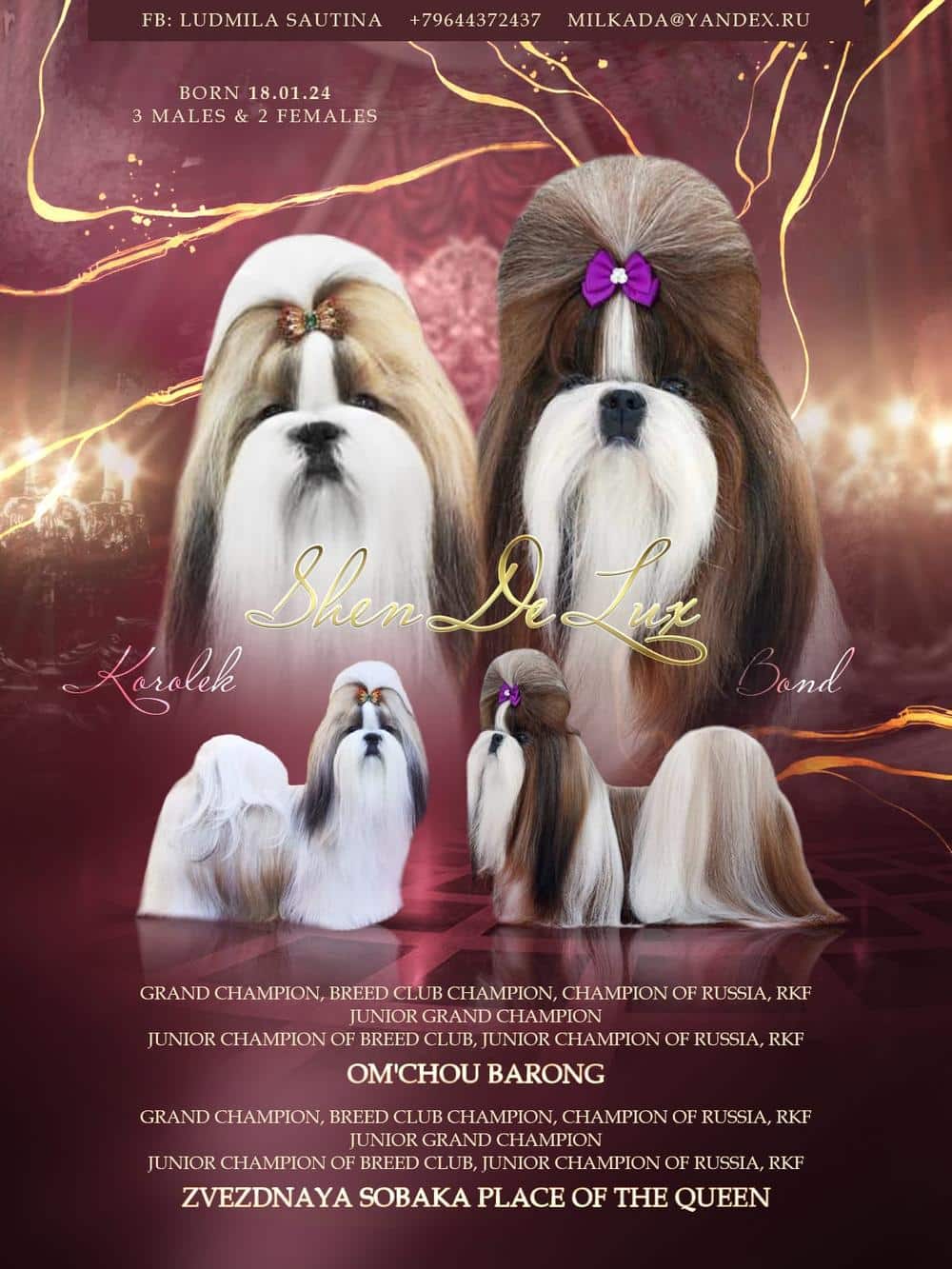 Shih Tzu Show Hairstyles: Preparation and Standards - V.O.G DOG
