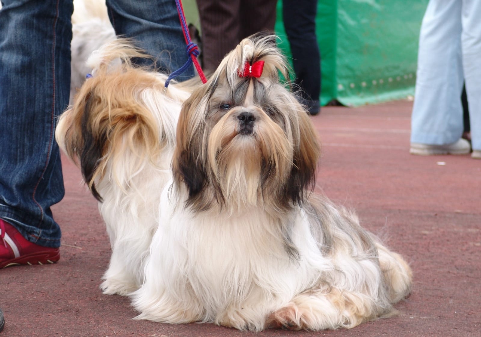 Shih Tzu Show Hairstyles: Preparation and Standards - V.O.G DOG