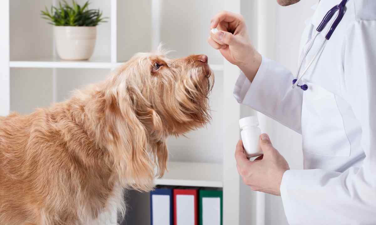 First Aid for a Dog Poisoning - V.O.G DOG