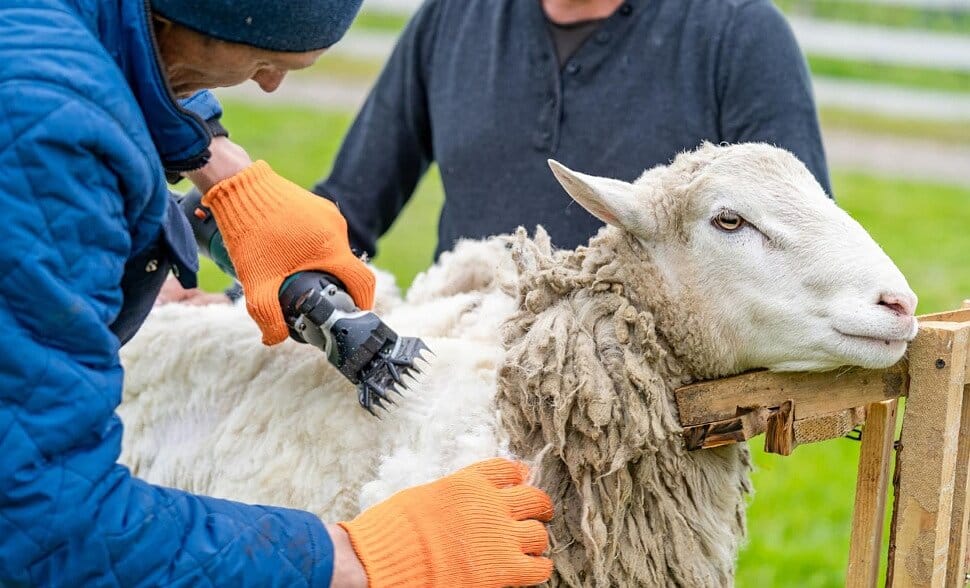 Unusual animals for grooming: a new trend in pet care - V.O.G DOG