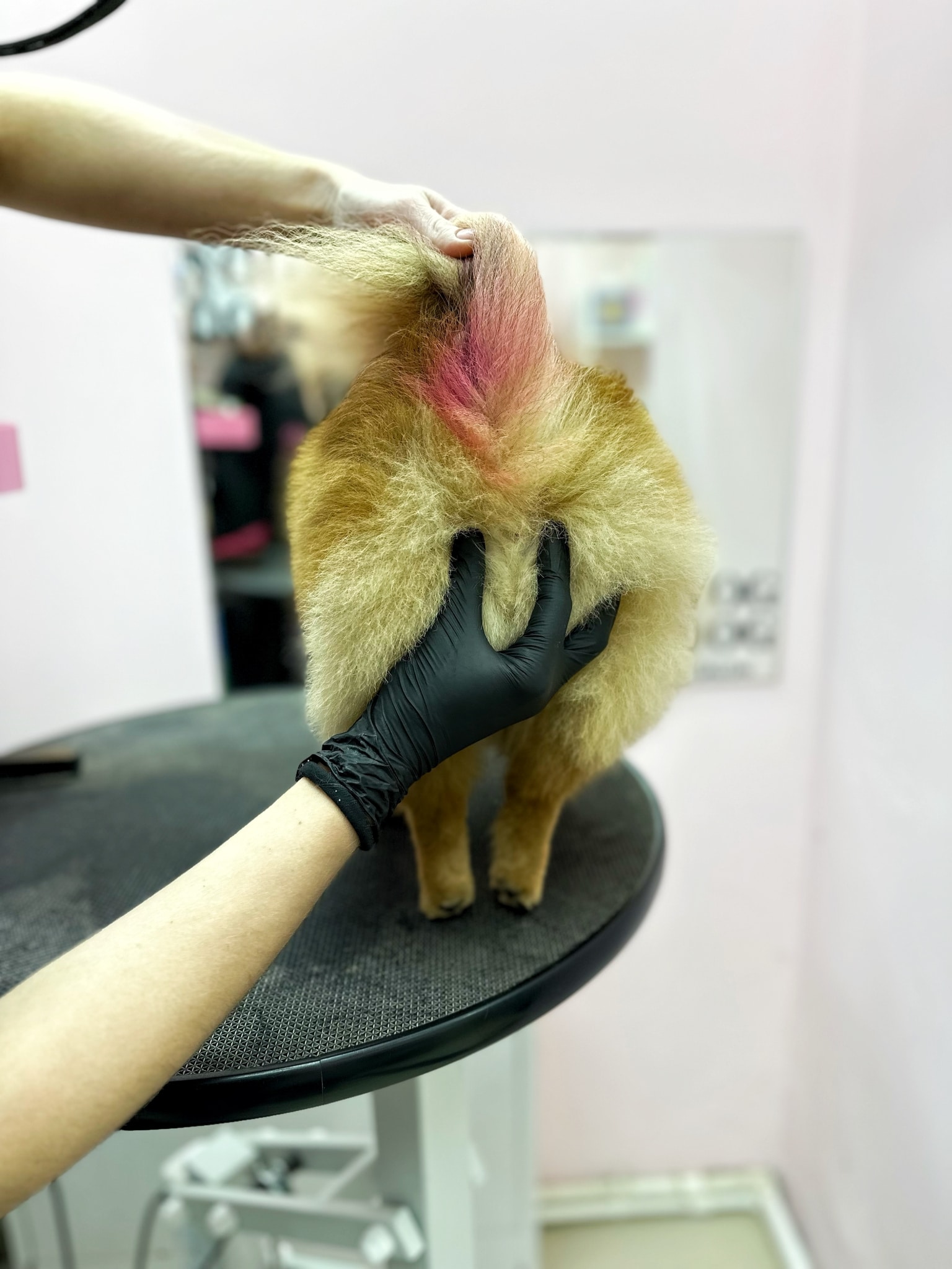 Obstruction of the paraanal glands in dogs: causes and treatment - V.O ...