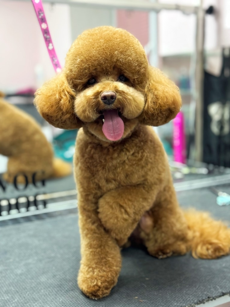 Maltipoo: interesting facts about the breed that will surprise you - V ...