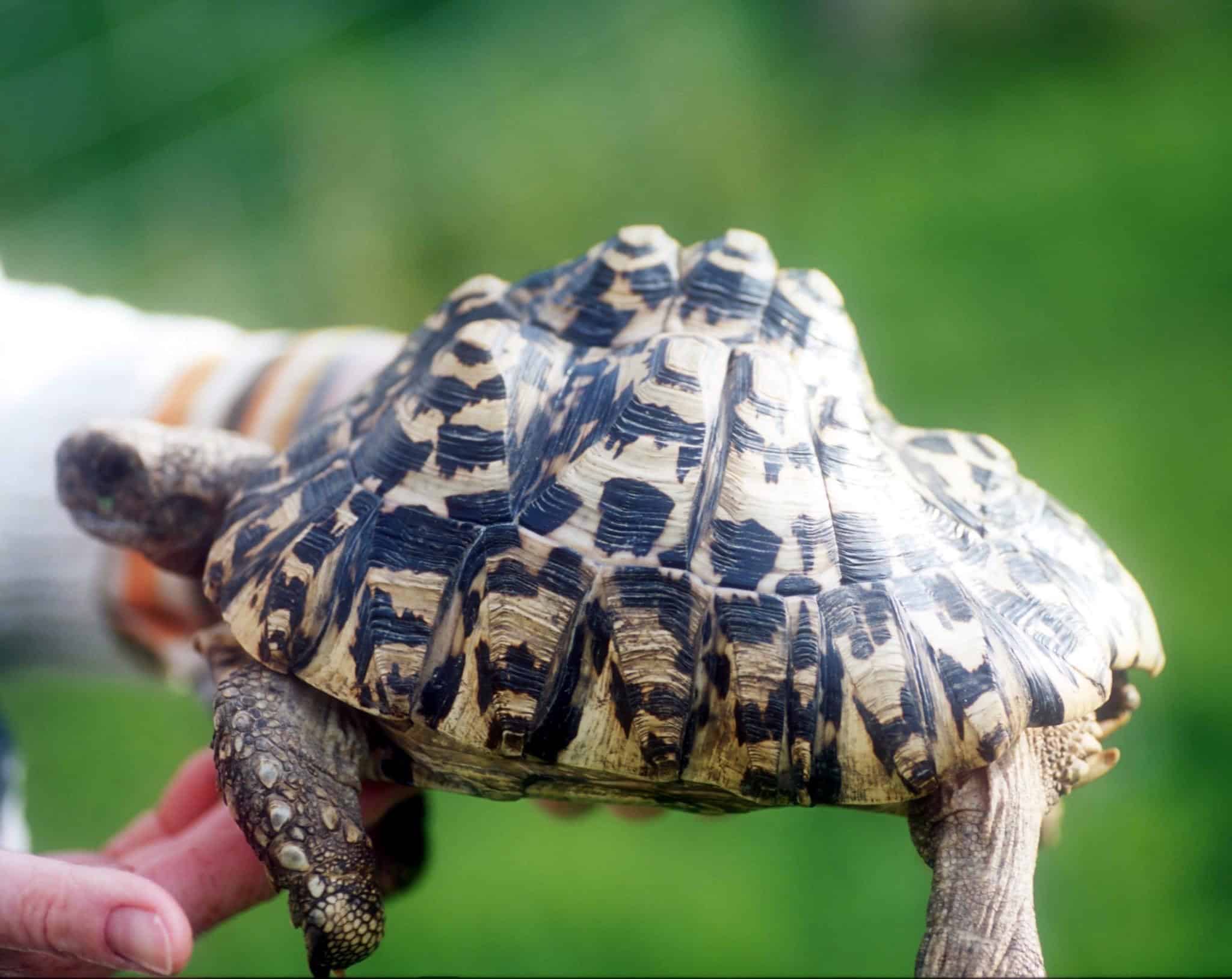 Pets that live a long time (parrots, turtles) - V.O.G DOG