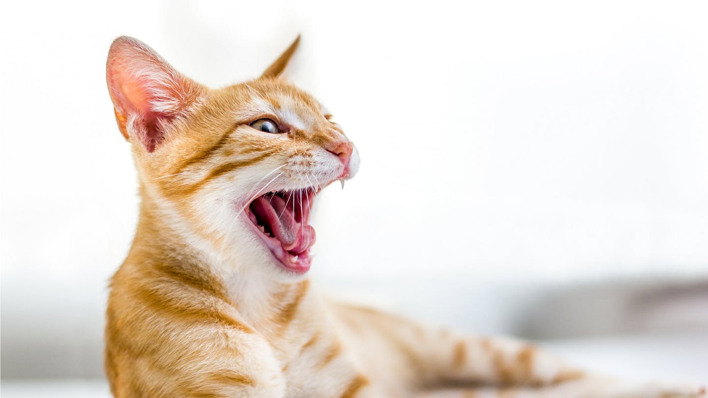 Why does a cat vomit after eating? - V.O.G DOG
