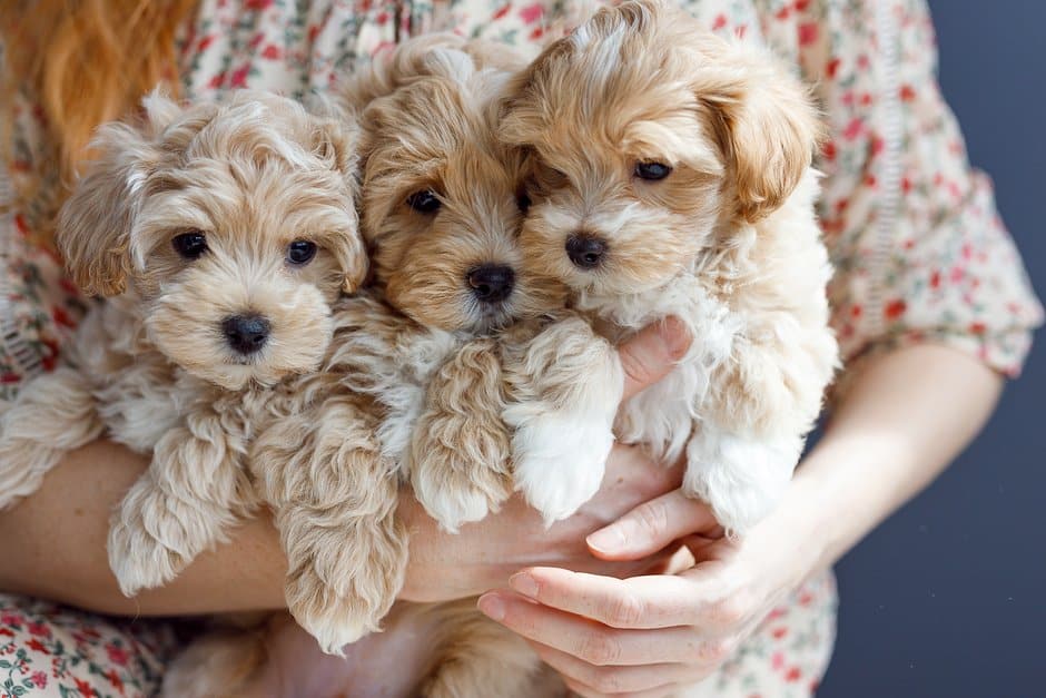 Unusual colors of Maltipoo: what colors are there? - V.O.G DOG