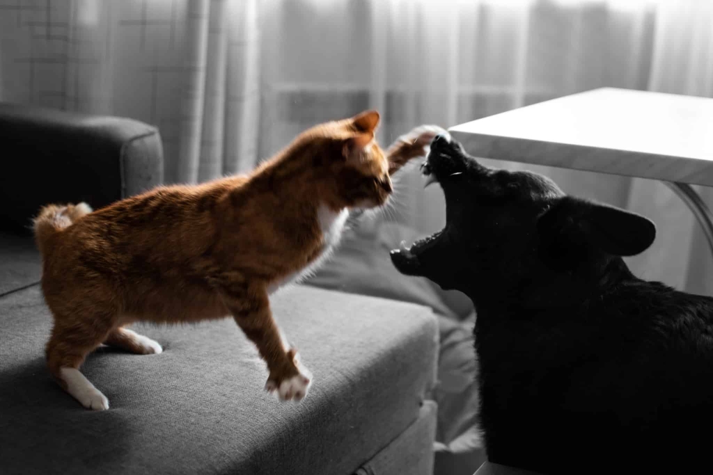 Cat or dog: which is better? A comparison of key criteria - V.O.G DOG