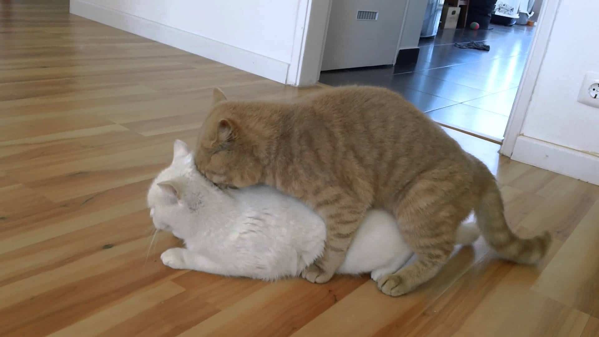 Sex of cats: everything caring owners need to know - V.O.G DOG