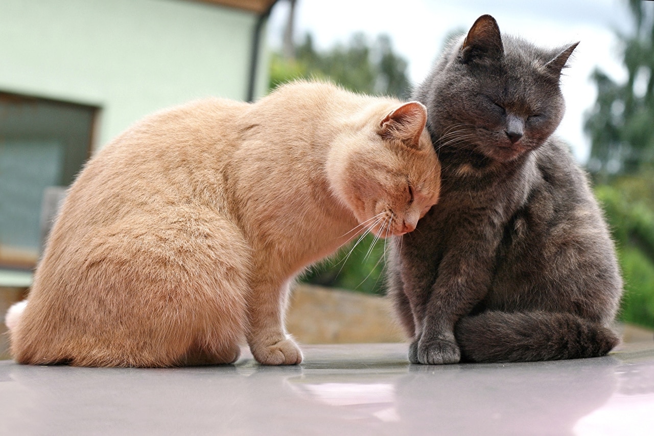 Sex of cats: everything caring owners need to know - V.O.G DOG