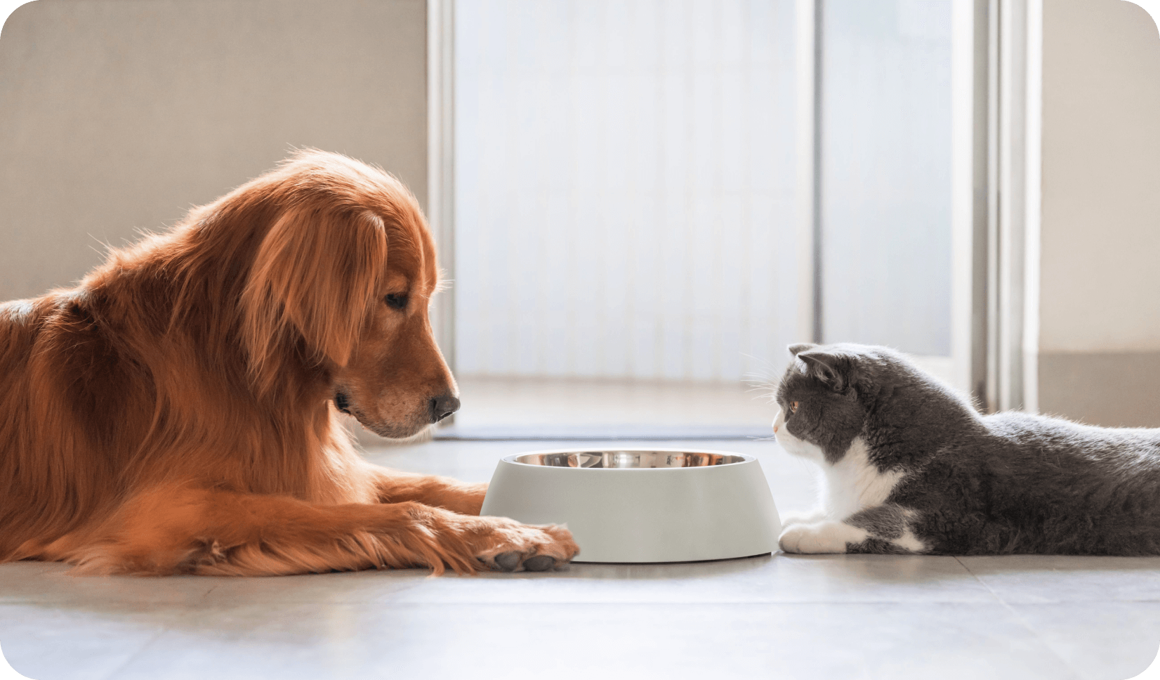 Cat or dog: which is better? A comparison of key criteria - V.O.G DOG