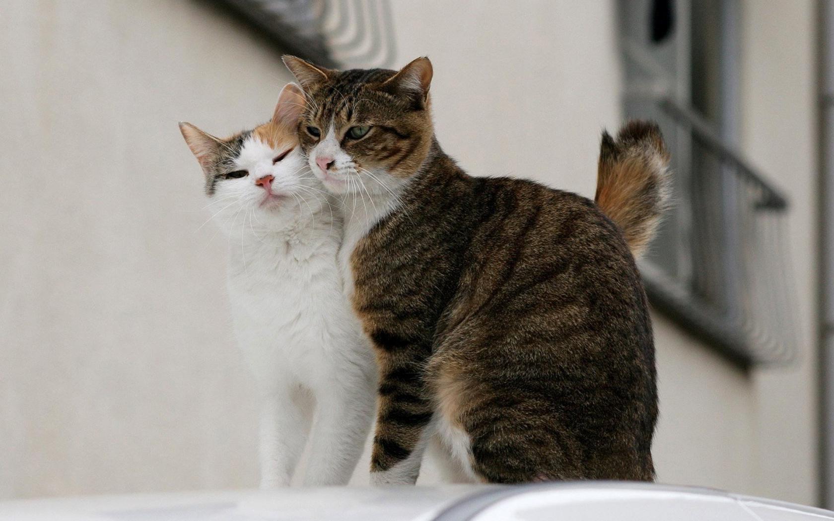 Sex of cats: everything caring owners need to know - V.O.G DOG