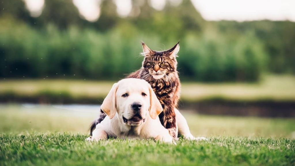 Cat or dog: which is better? A comparison of key criteria - V.O.G DOG