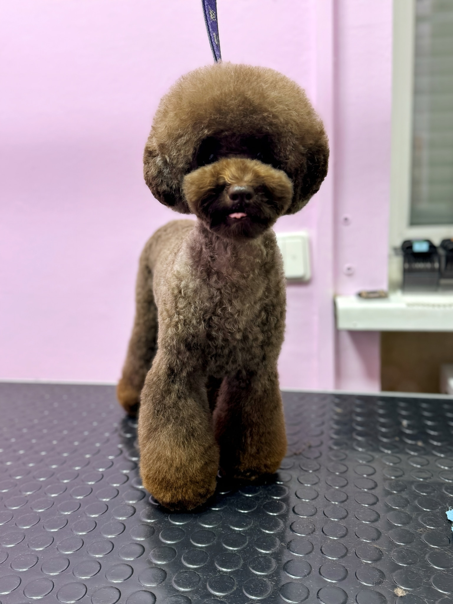 Baby-face in dogs: what it is and which breeds have it - V.O.G DOG