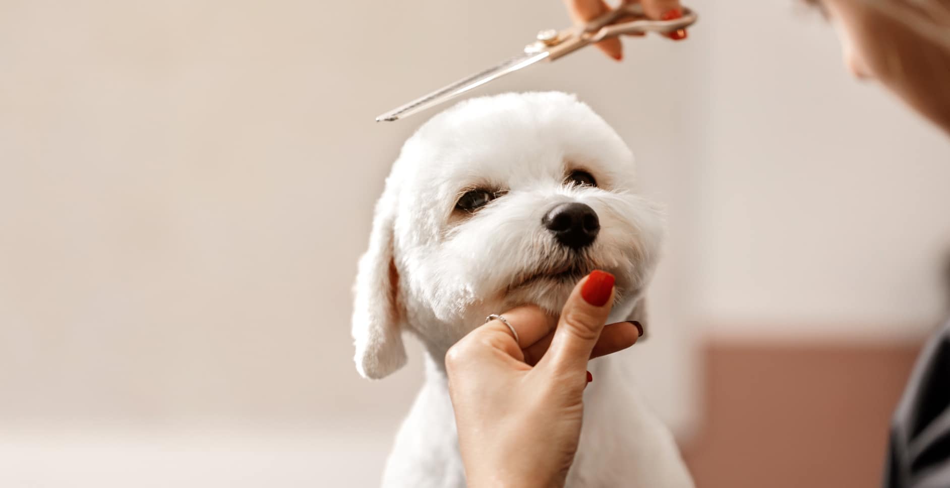 Dog grooming in different cultures around the world - V.O.G DOG