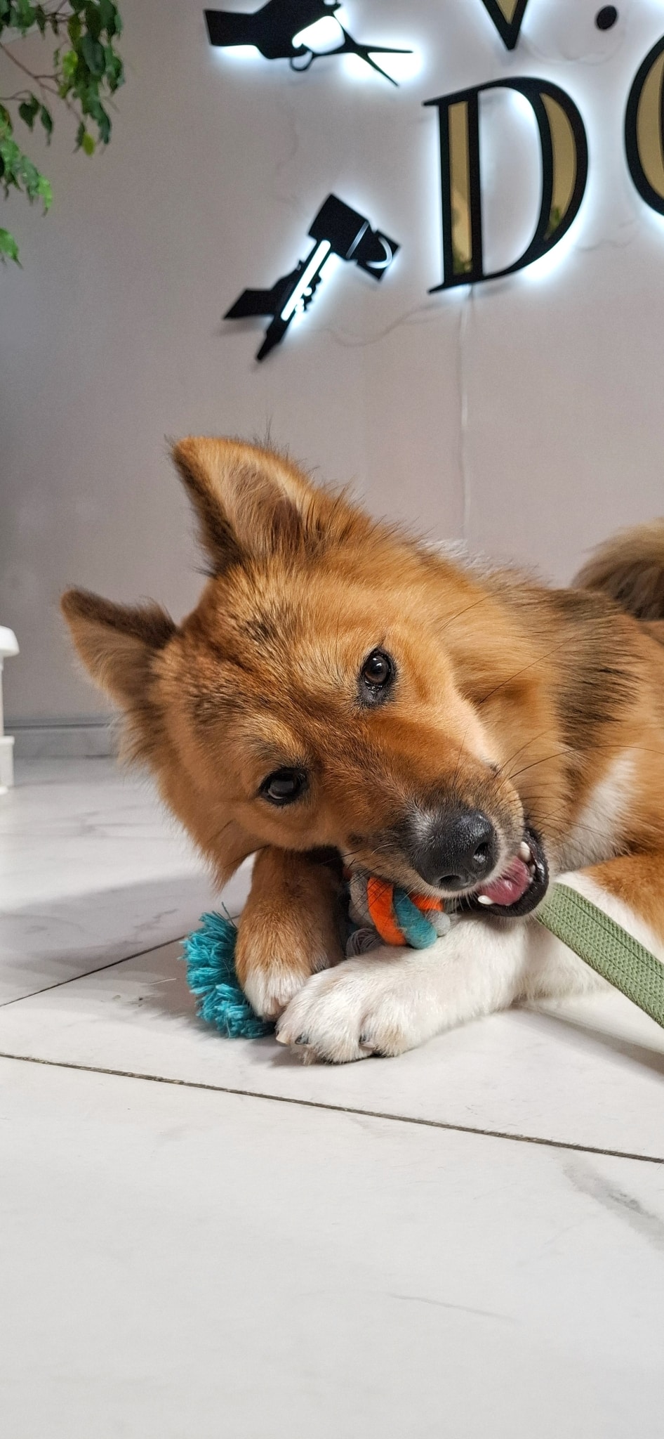 Border Collie: The Smartest Dog in the World - V.O.G DOG