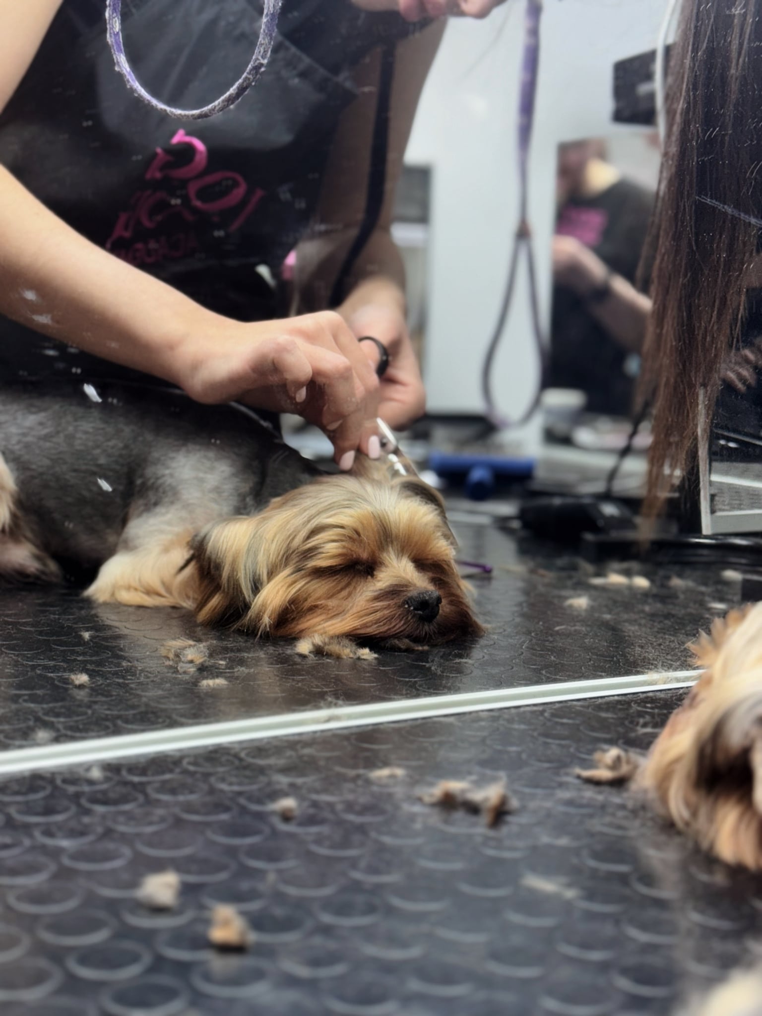 How quickly does a Yorkie's coat grow back after a haircut - V.O.G DOG