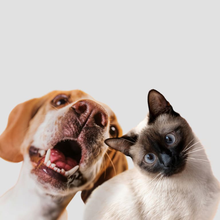 Cat or dog: which is better? A comparison of key criteria - V.O.G DOG