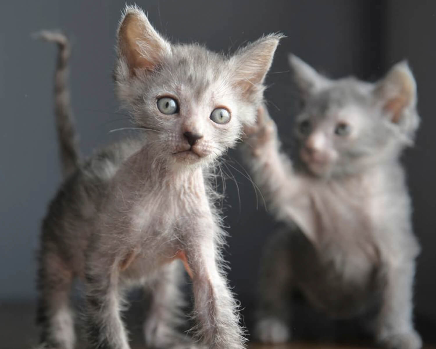 Lykoi – a mysterious werewolf cat breed - V.O.G DOG