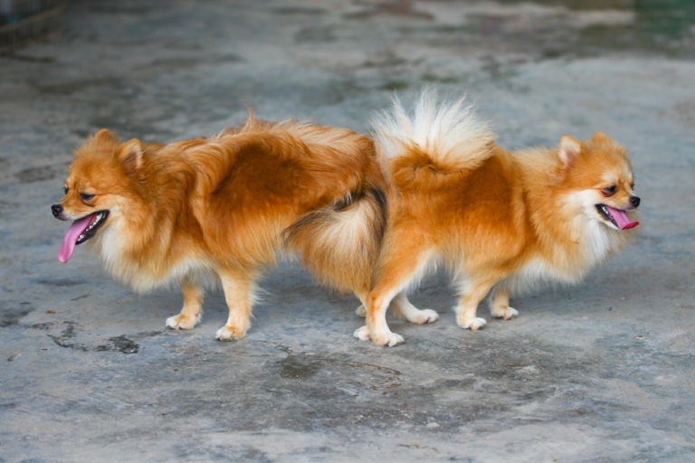 Dog mating: the raw truth - V.O.G DOG