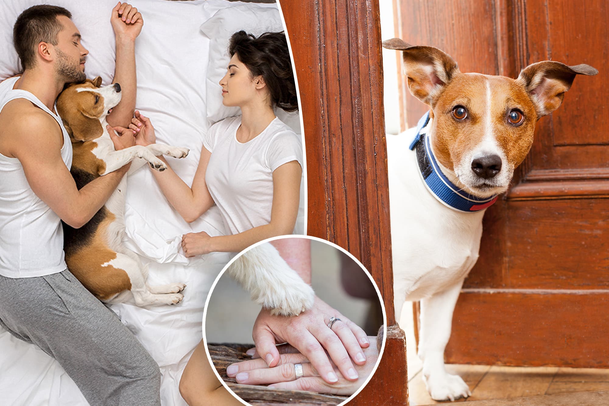 Dog mating: the raw truth - V.O.G DOG