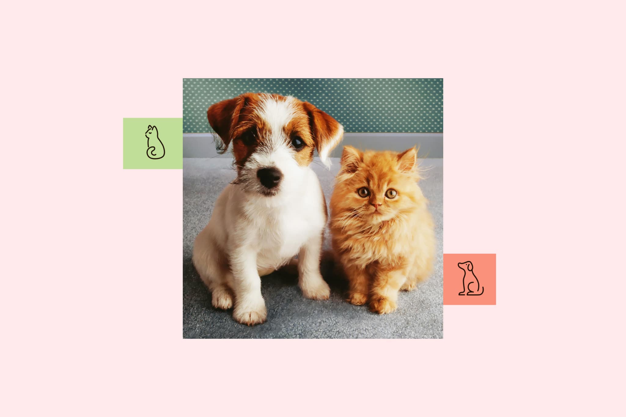 Cat or dog: which is better? A comparison of key criteria - V.O.G DOG