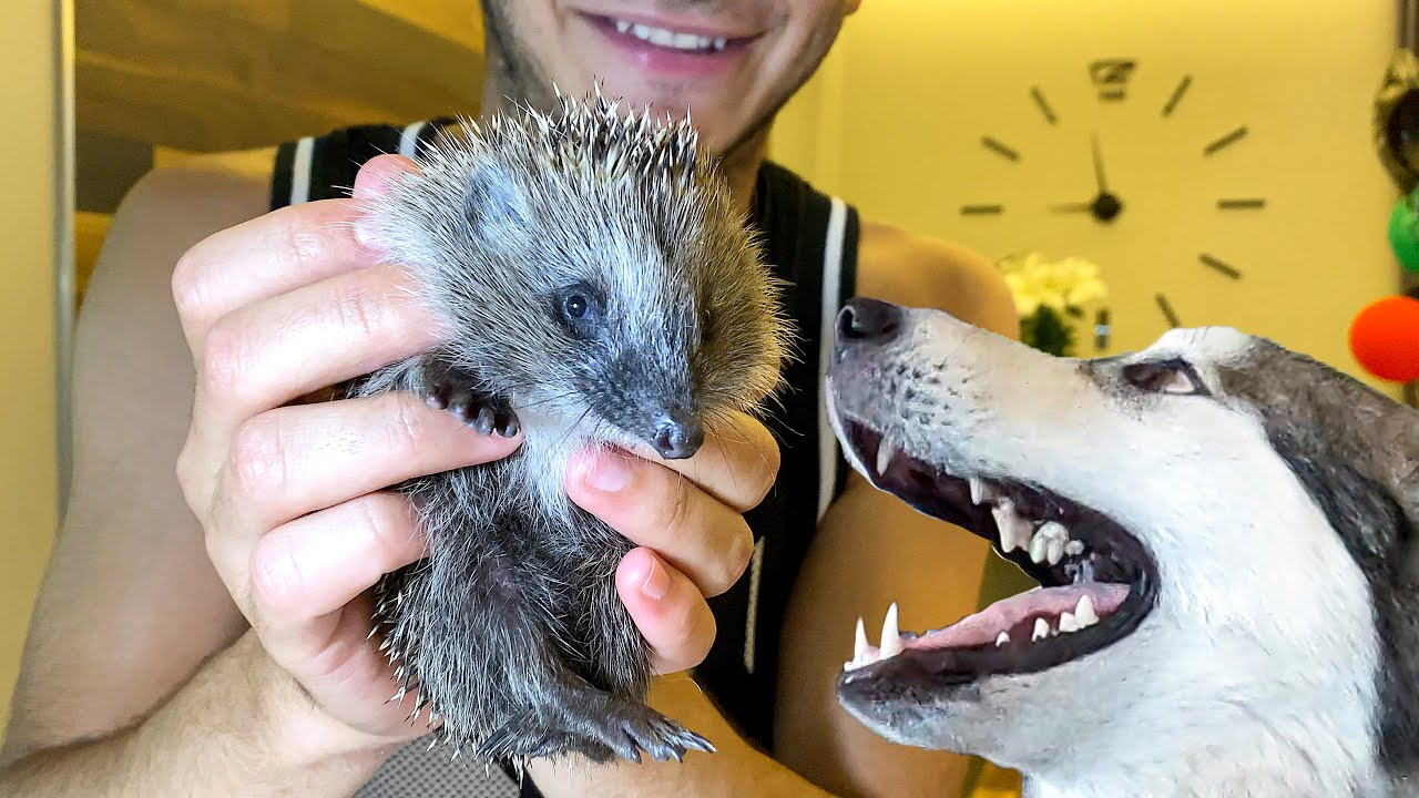 Hedgehogs as Pets: Care and Maintenance Features - V.O.G DOG
