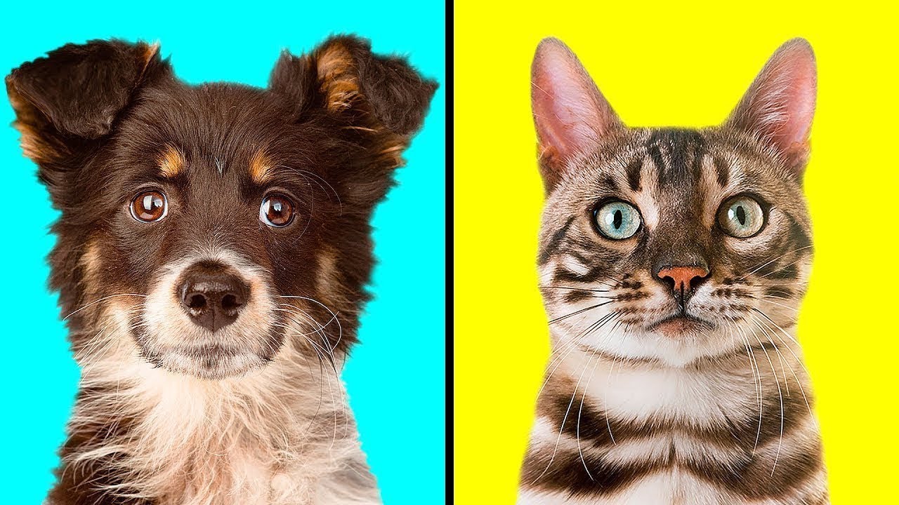 Cat or dog: which is better? A comparison of key criteria - V.O.G DOG
