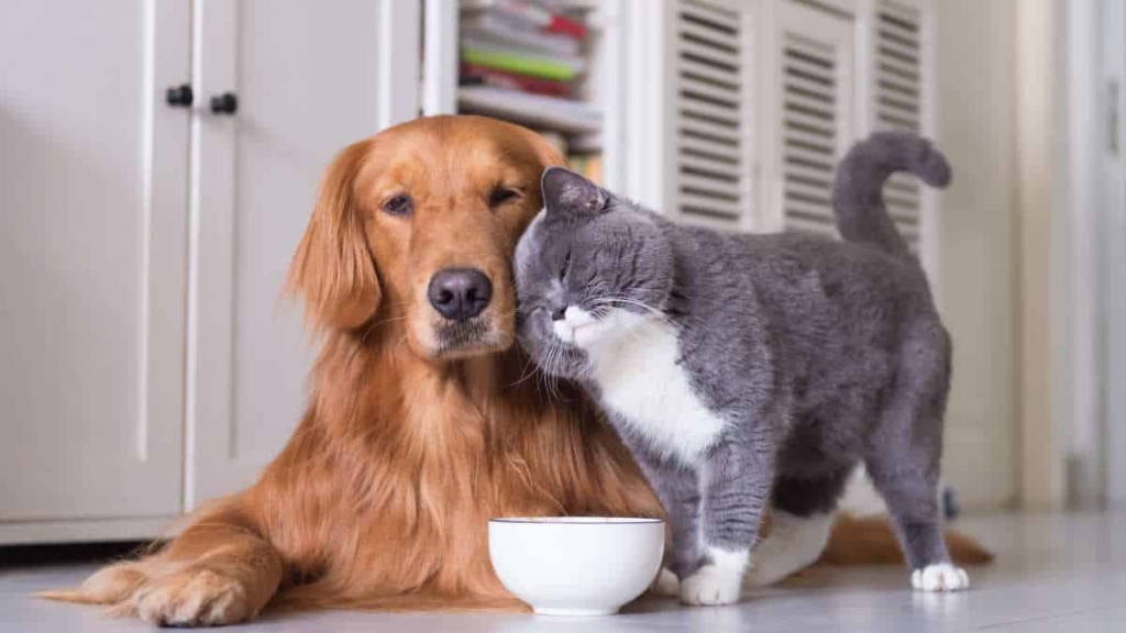 Cat or dog: which is better? A comparison of key criteria - V.O.G DOG