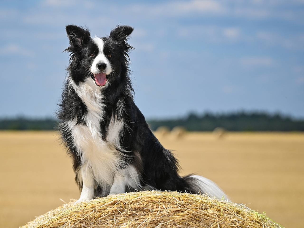 Border Collie: The Smartest Dog in the World - V.O.G DOG