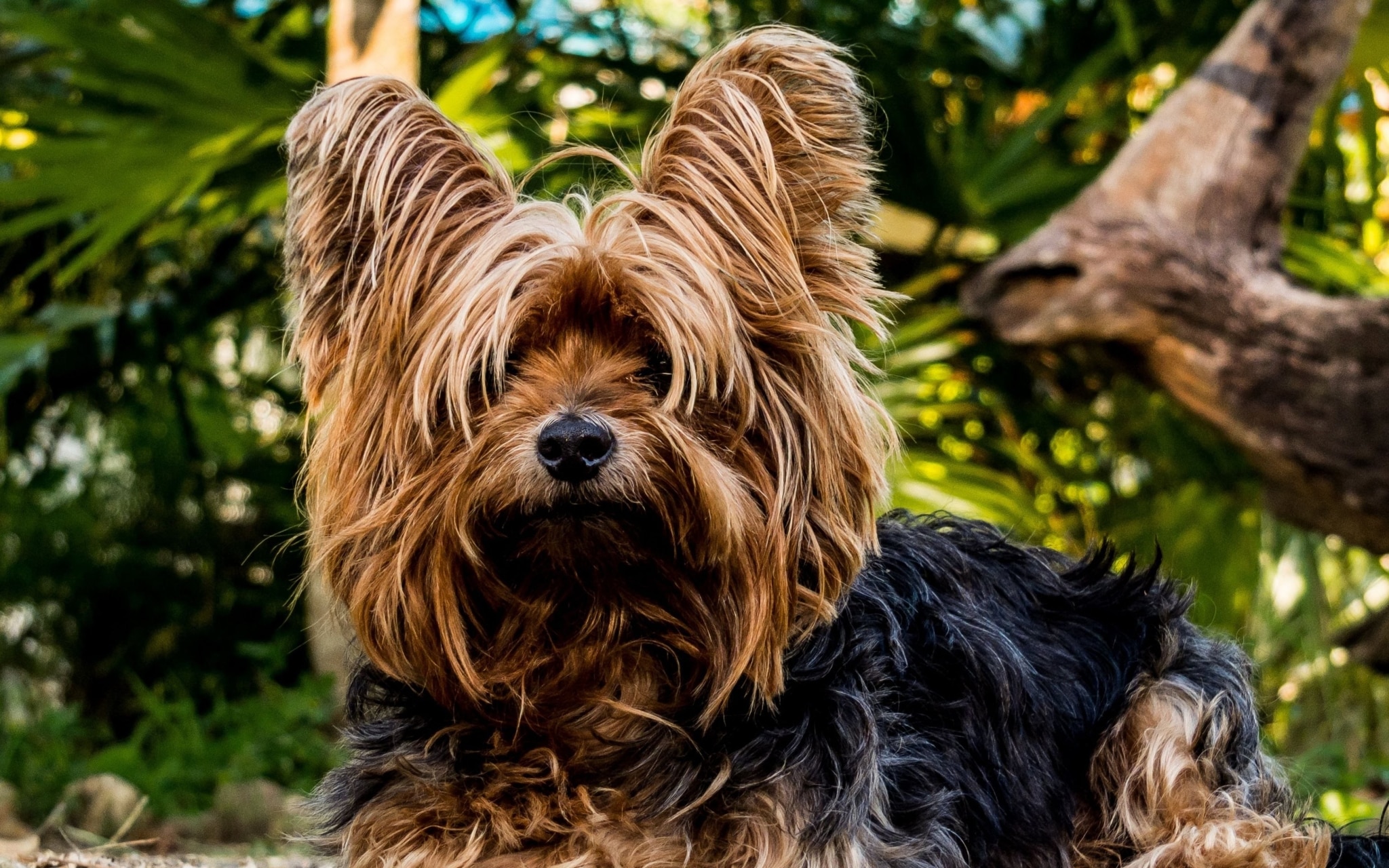 "My yorkie looks like a rag!" - sound familiar? - V.O.G DOG
