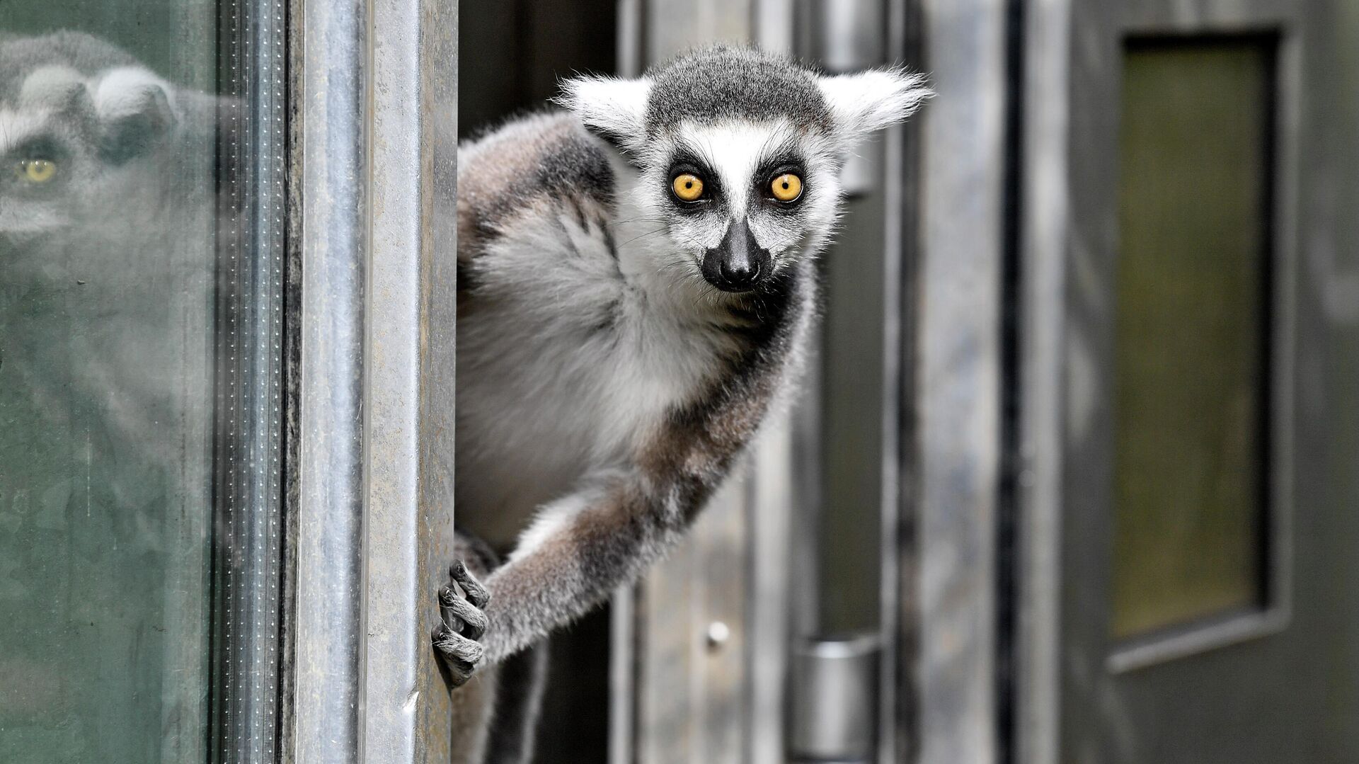 Exotic at Home: What You Should Know Before Getting a Lemur - V.O.G DOG