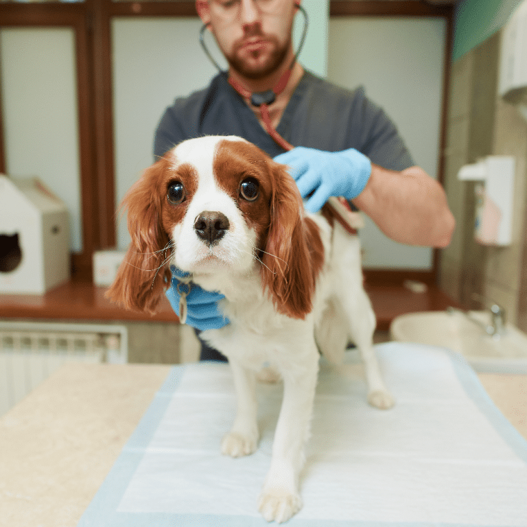 Fishy smell from a dog: what it means and how to fix it? - V.O.G DOG