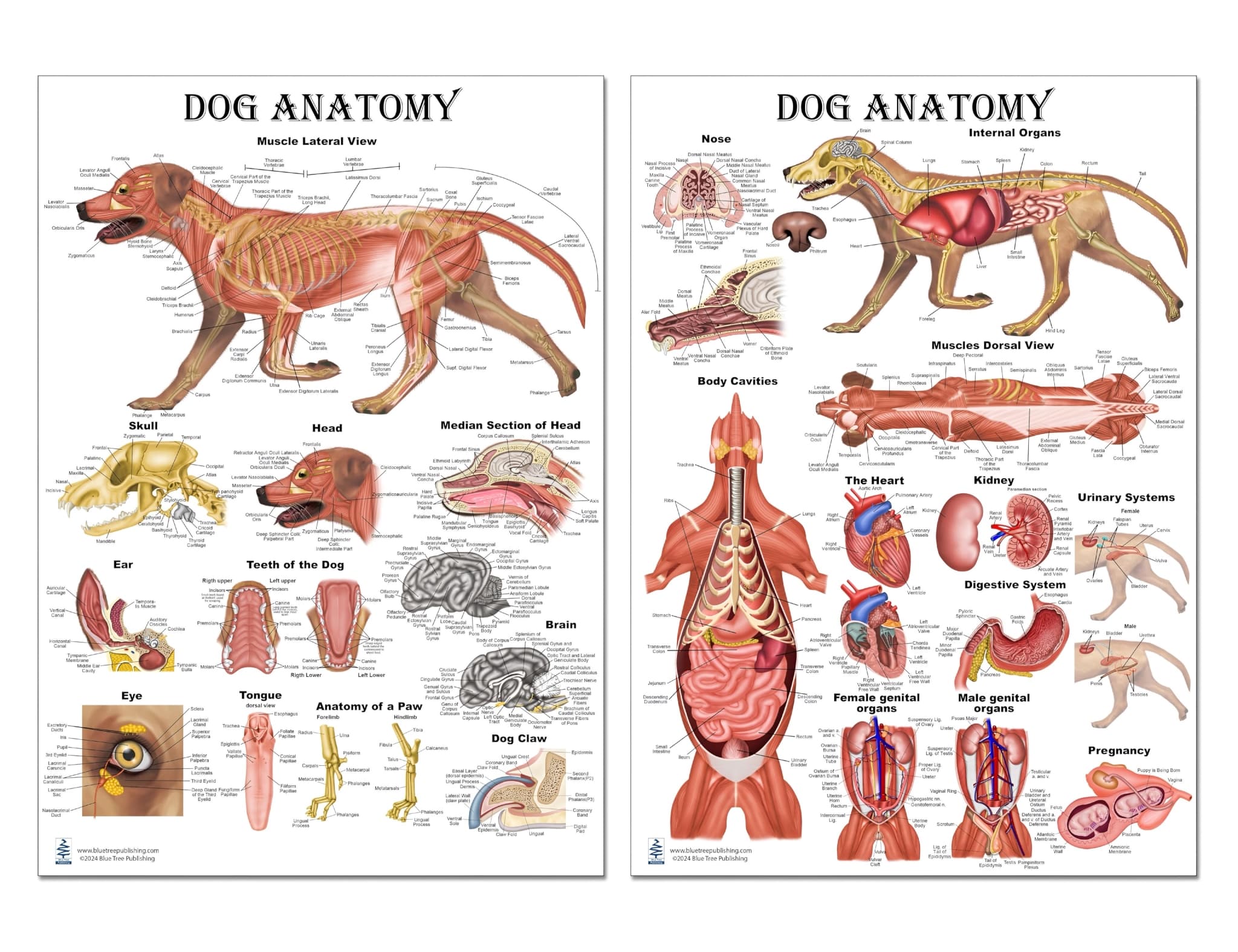 Dog Anatomy: Body Structure and Interesting Facts - V.O.G DOG
