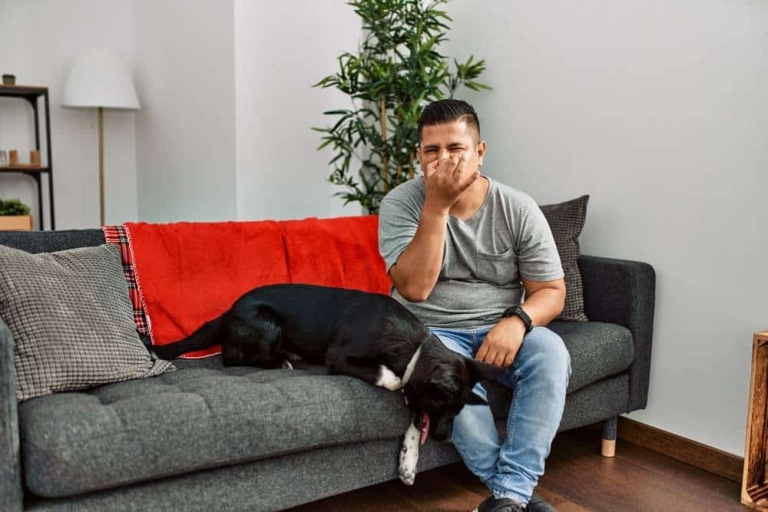 Fishy smell from a dog: what it means and how to fix it? - V.O.G DOG