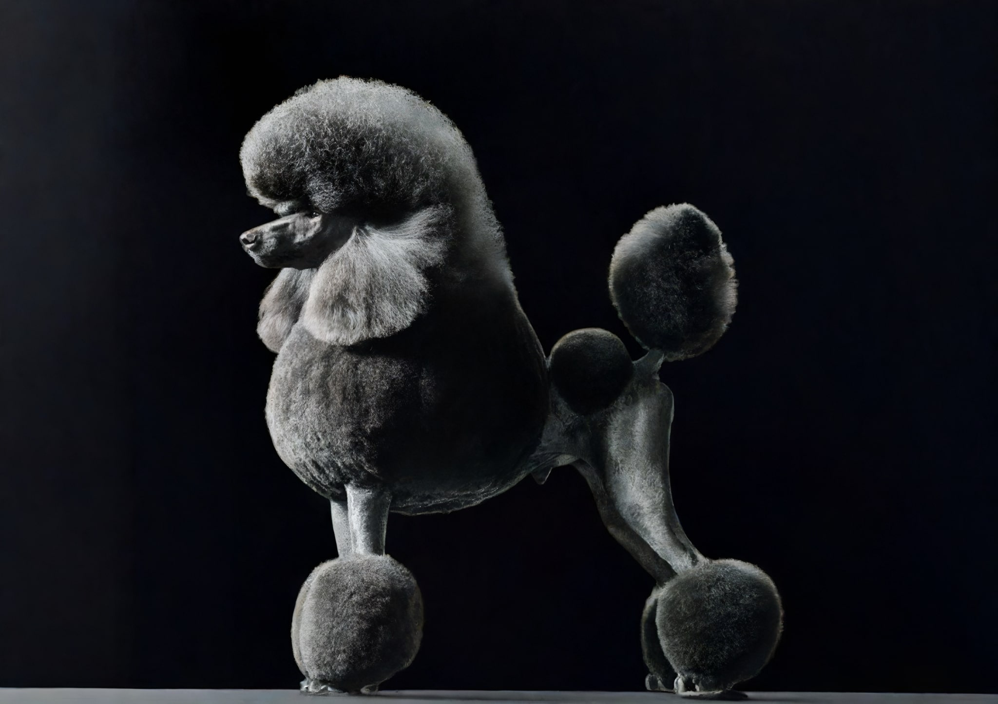 Top 5 most difficult haircuts in the world: the art of grooming on the ...