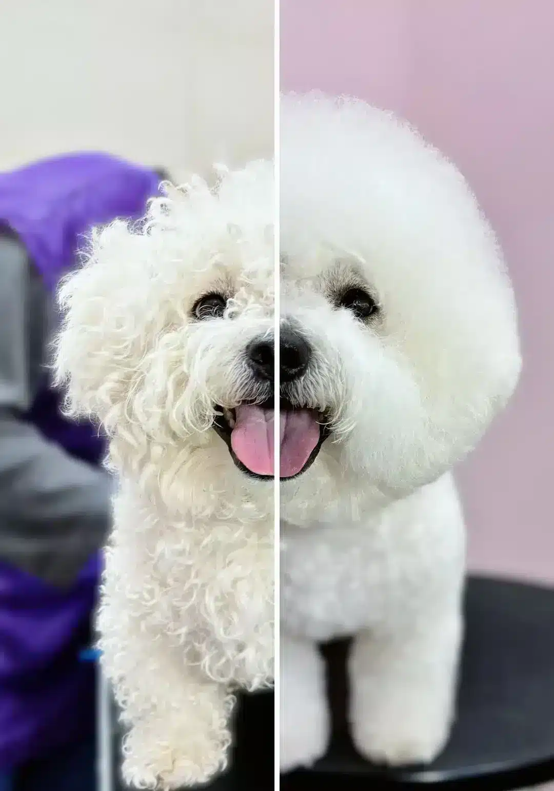 How to Prevent Mats in BICHONS, POODLES, and Other Curly-Haired Dogs ...