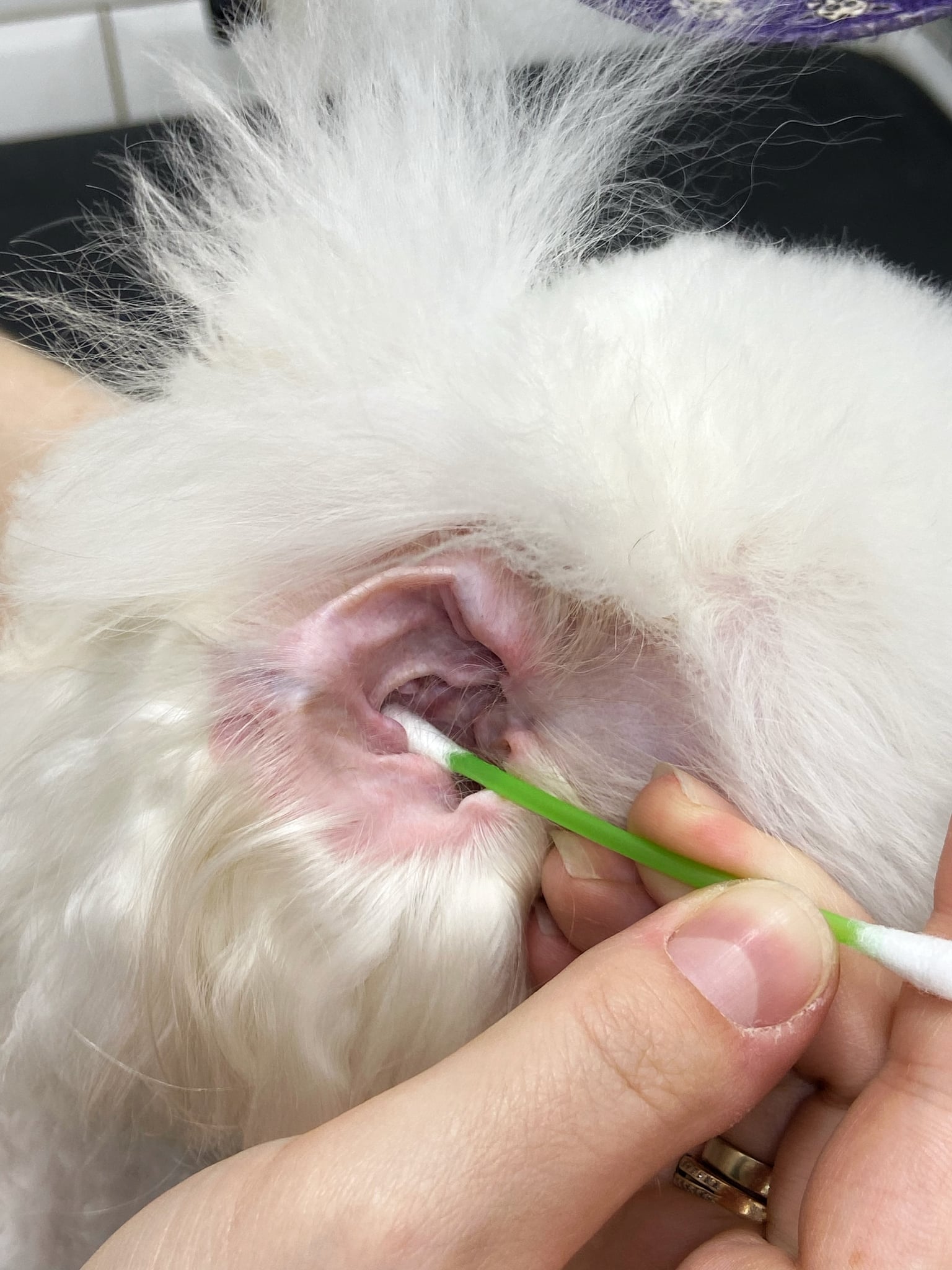 Is it okay to lick a cotton swab before cleaning a pet's ears? - V.O.G DOG