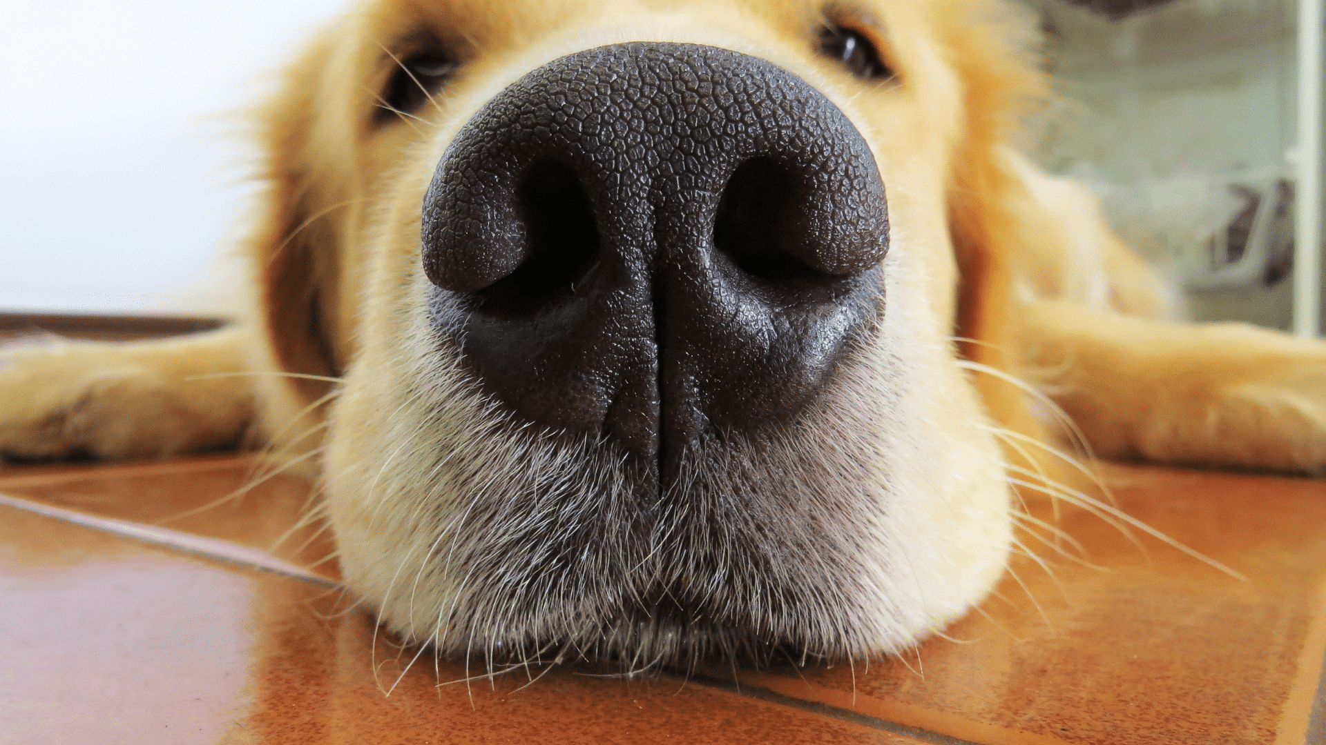 Dog Anatomy: Body Structure and Interesting Facts - V.O.G DOG