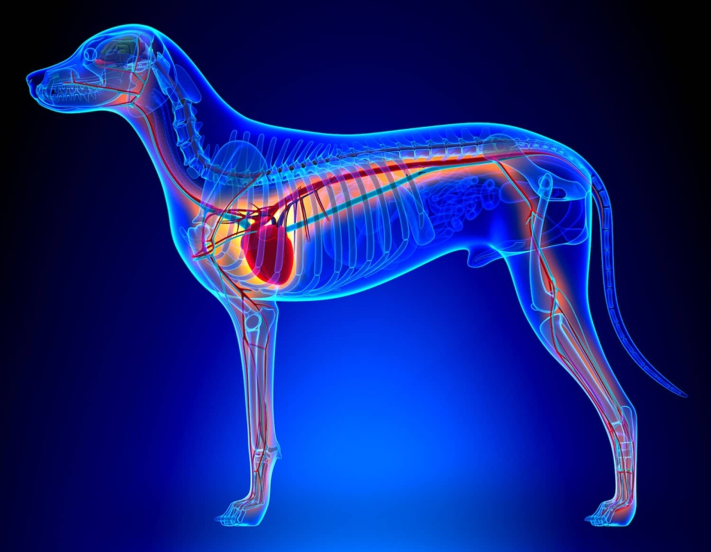Dog Anatomy: Body Structure and Interesting Facts - V.O.G DOG