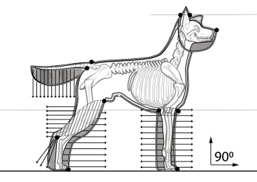 Dog Anatomy: Body Structure and Interesting Facts - V.O.G DOG