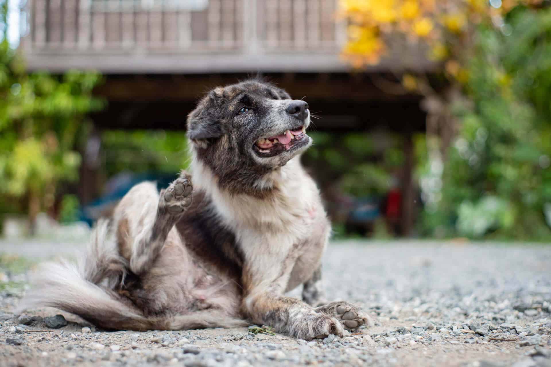 The dog is constantly scratching but has no fleas. What could it be ...