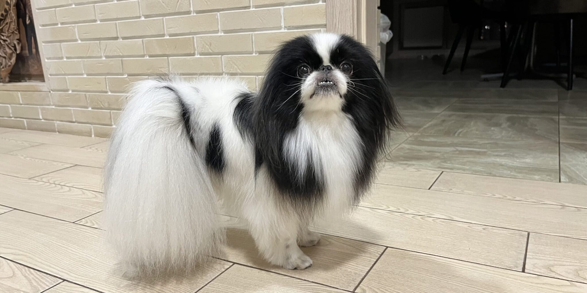 Does the Japanese Chin really bring good luck? - V.O.G DOG