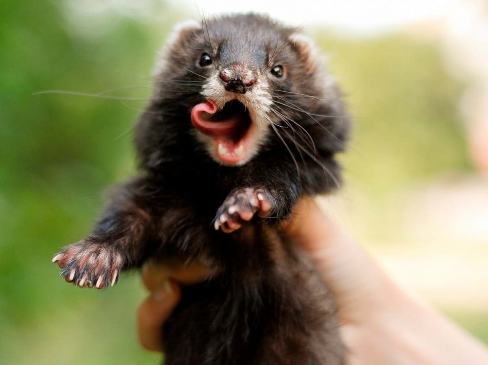 Ferrets as Pets: What You Need to Know Before Getting One - V.O.G DOG