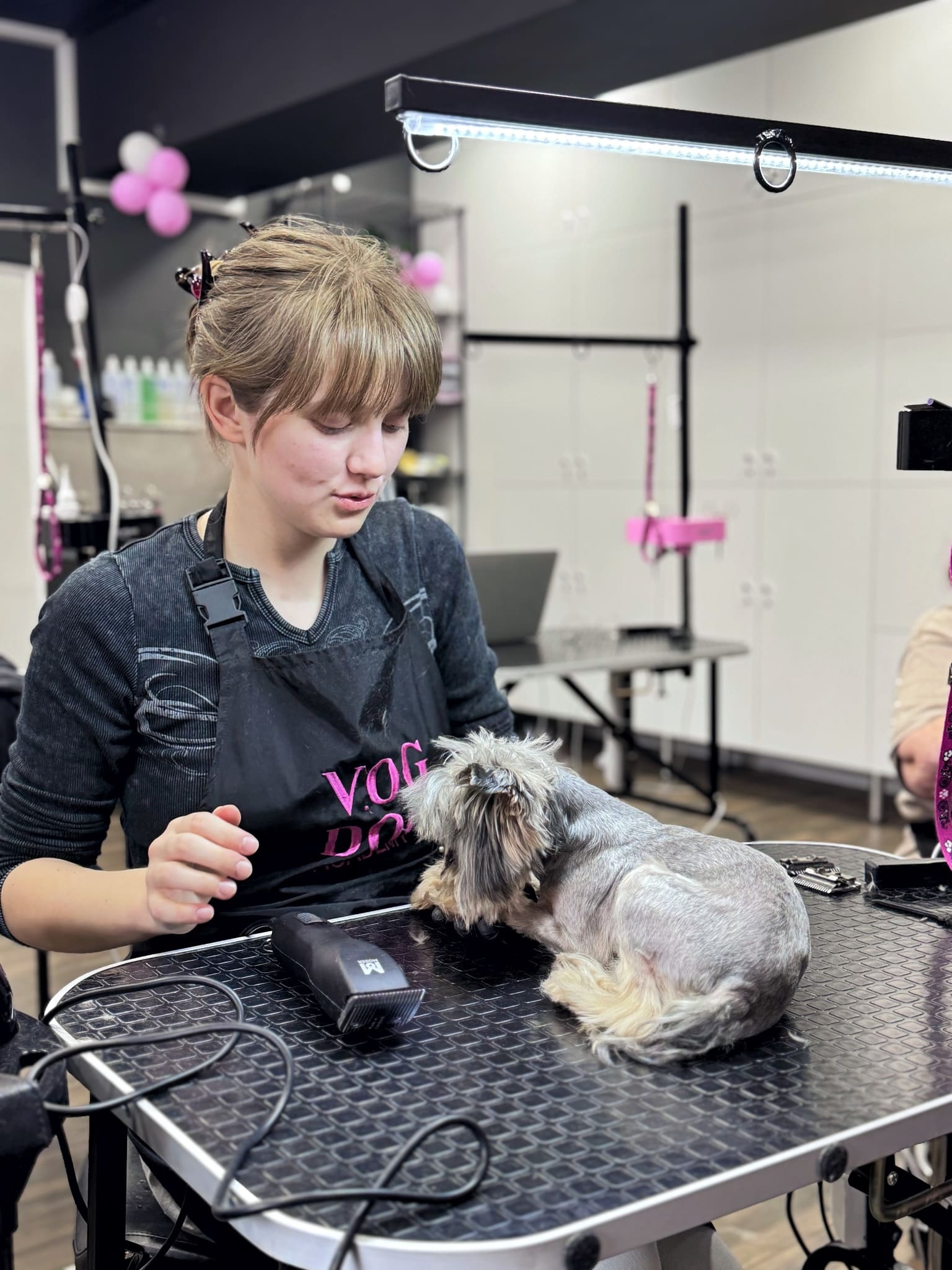 Ab welchem Alter kann ein Groomer an der V.O.G DOG ACADEMY Grooming ...