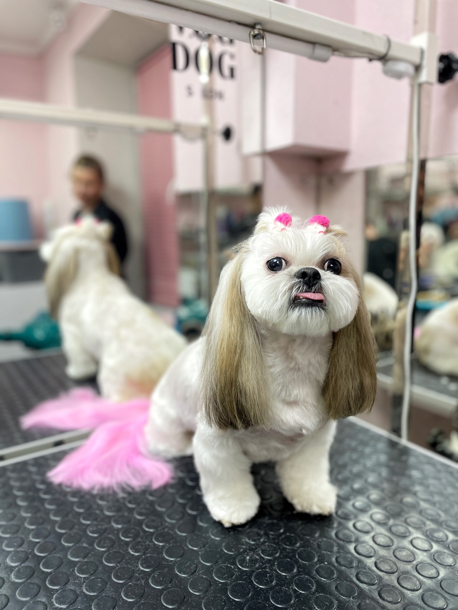 Shih Tzu: myths and reality. What to do and what to avoid in the care ...
