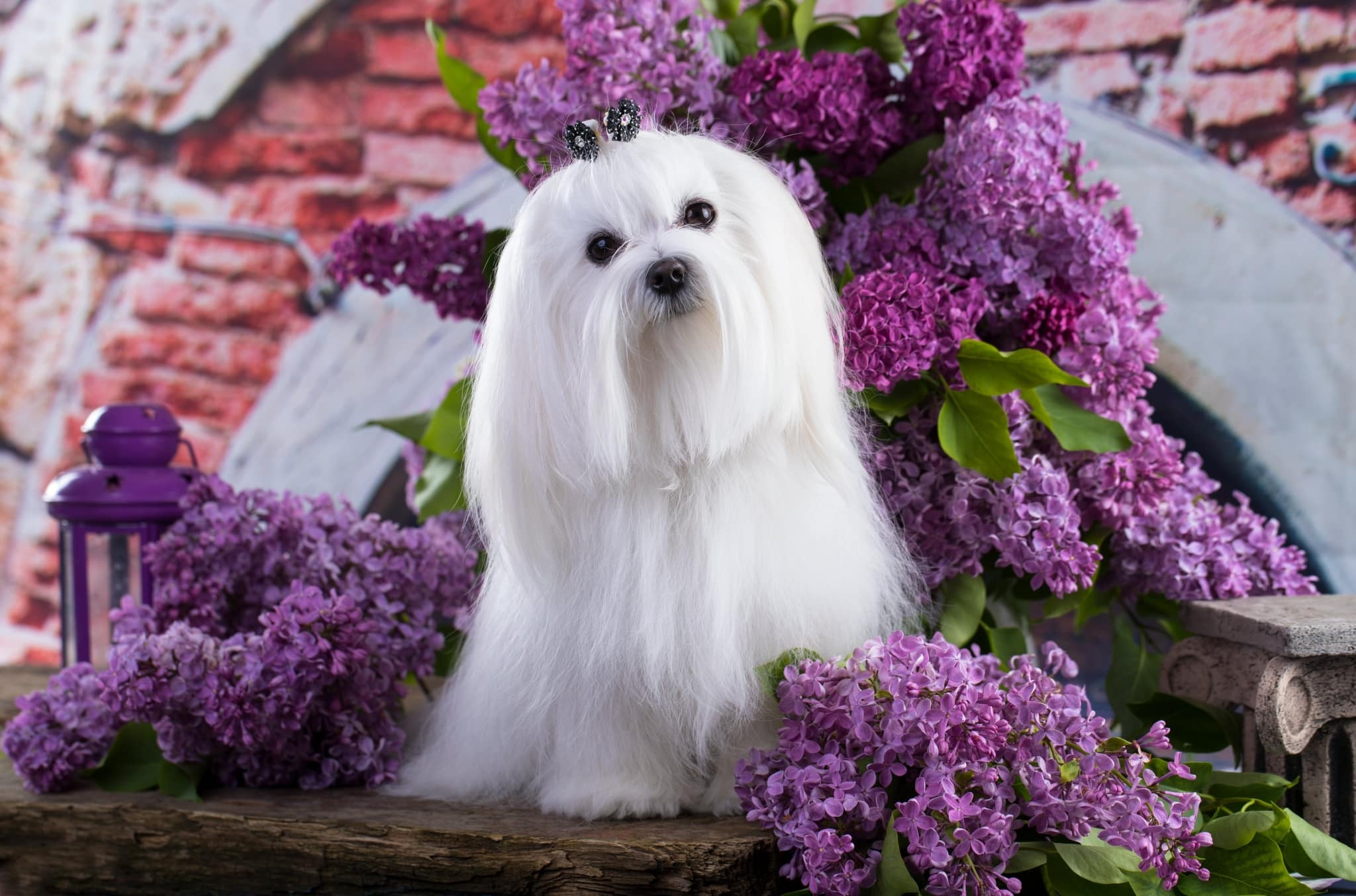 Grooming and chemistry - V.O.G DOG