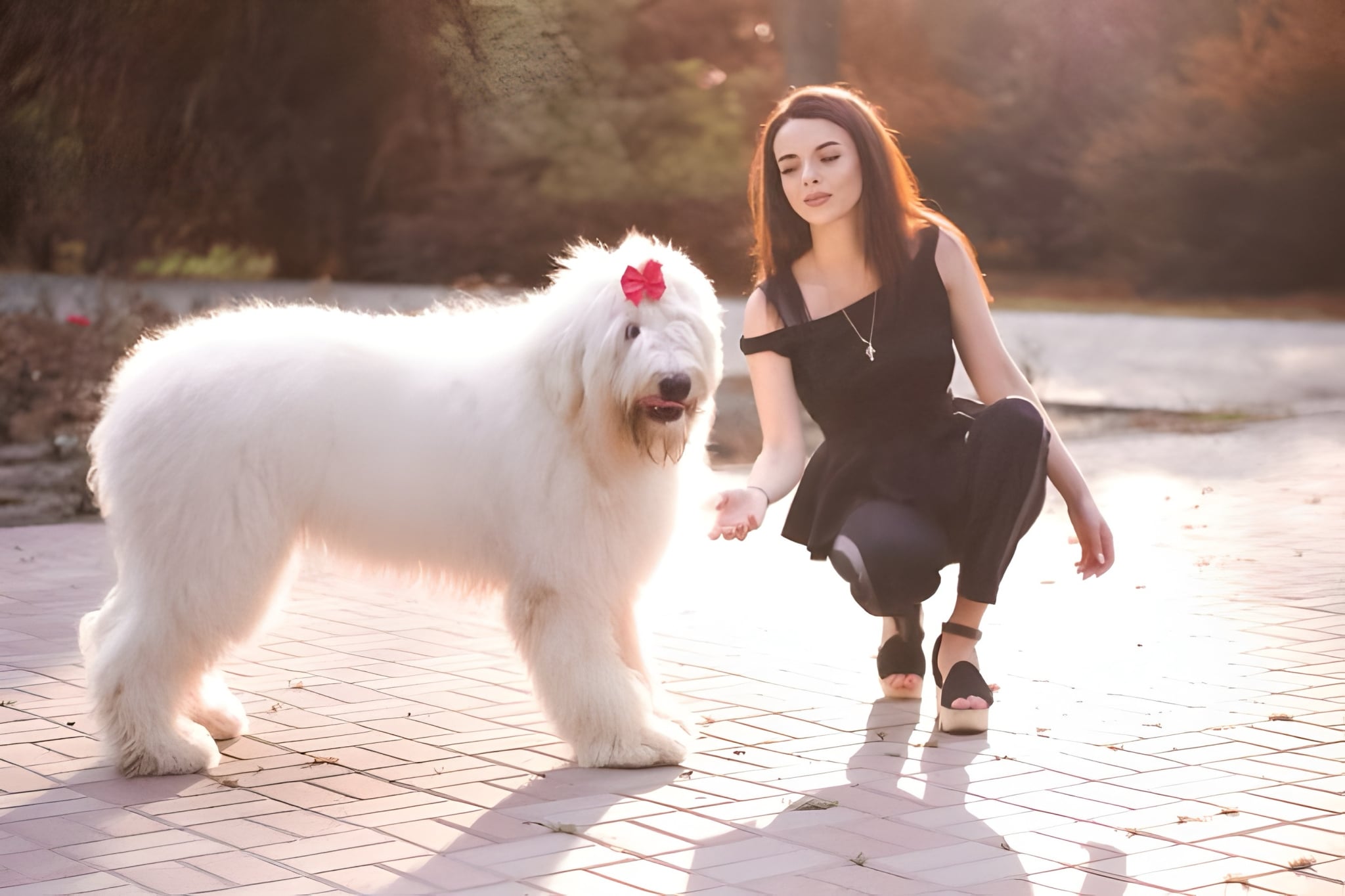 TOP-7 dog breeds with Ukrainian roots - V.O.G DOG