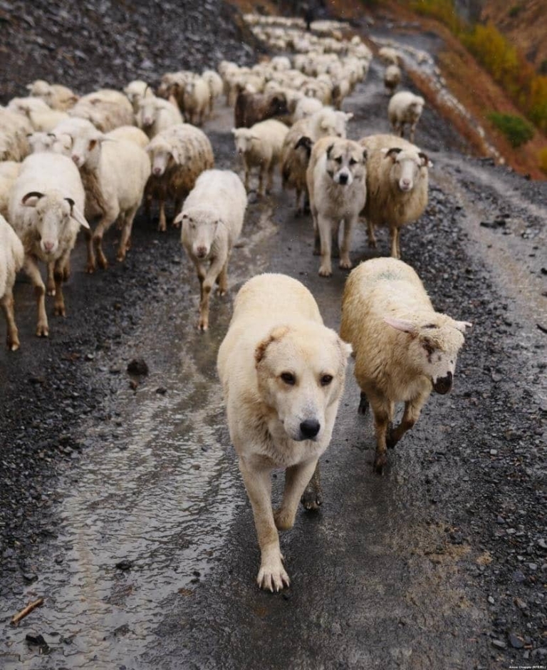 TOP-7 dog breeds with Ukrainian roots - V.O.G DOG