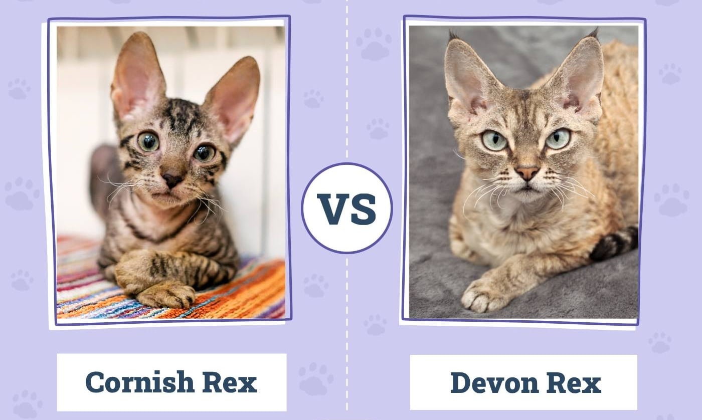 Devon Rex and Cornish Rex: comparison, character and peculiarities of ...