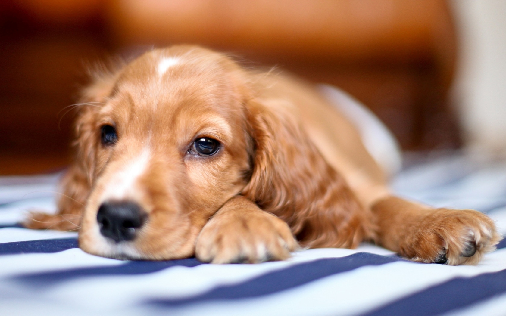 Home treatment for enteritis in dogs - V.O.G DOG